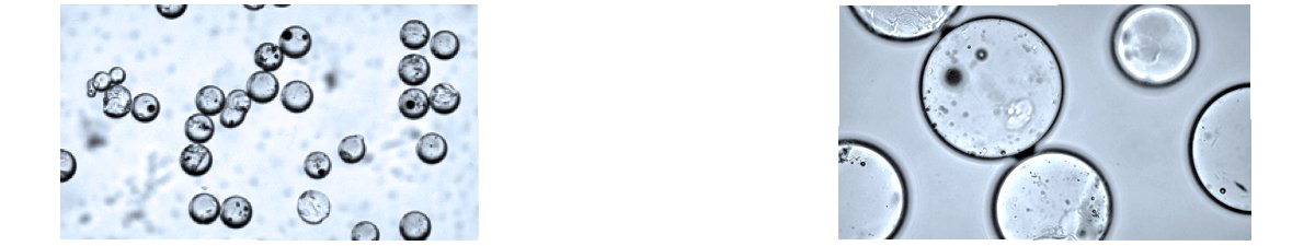DualStation - Opti-Tech Scientific Inc